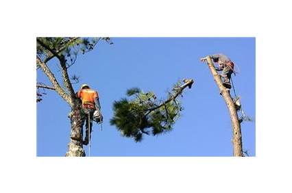 Pine Valley Tree Service Landscaping - Abbotsford, BC | Fraser Valley Local