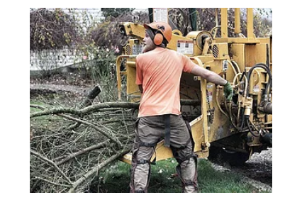 Joe Skillen Tree Services Ltd - Chilliwack, BC | Fraser Valley Local